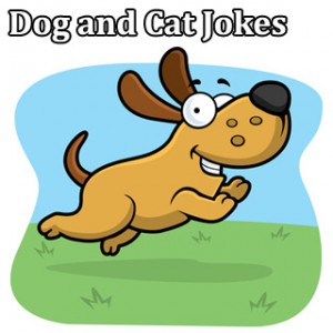 Dog and Cat Jokes | Humane Society of Pasco County, Inc.